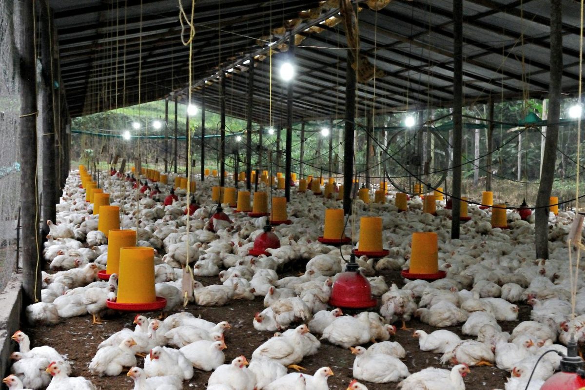 Bird Tec Integrated Poultry Management System - Agile Technica
