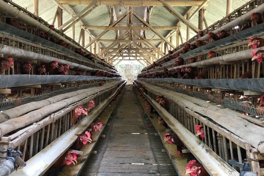 Bird Tec Integrated Poultry Management System - Agile Technica
